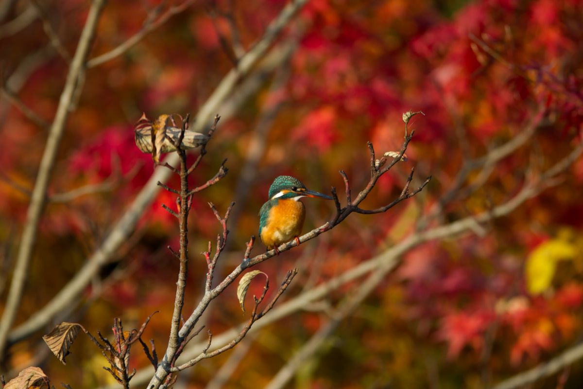 紅葉をバックに | GANREF