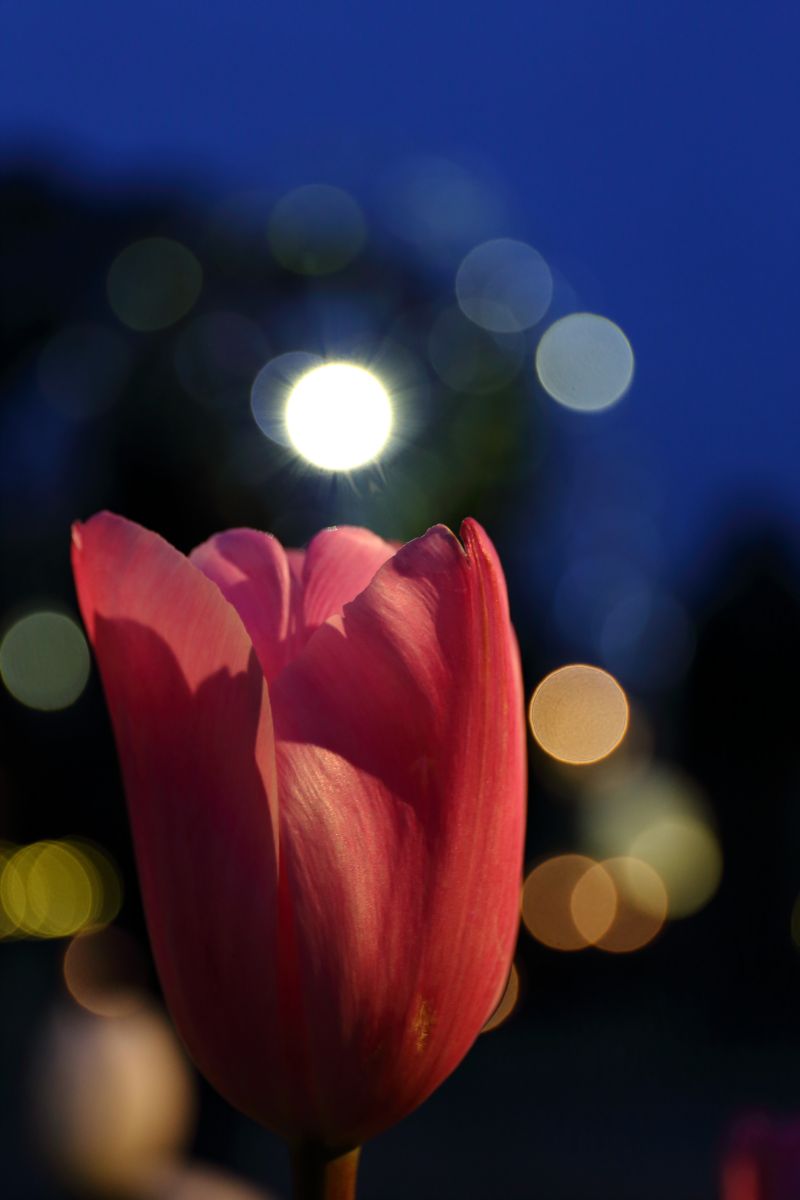 Winter Tulip | GANREF