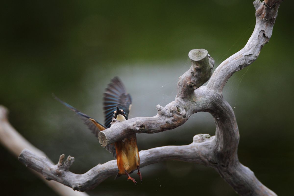 目測ミス | GANREF