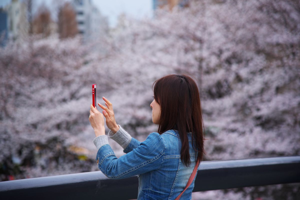 桜を撮ろう^^ その3 | GANREF