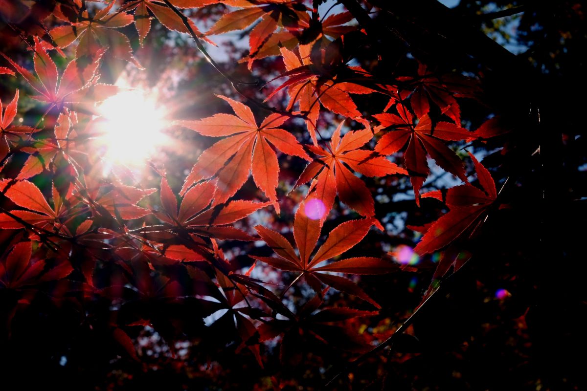 新宿御苑 | GANREF