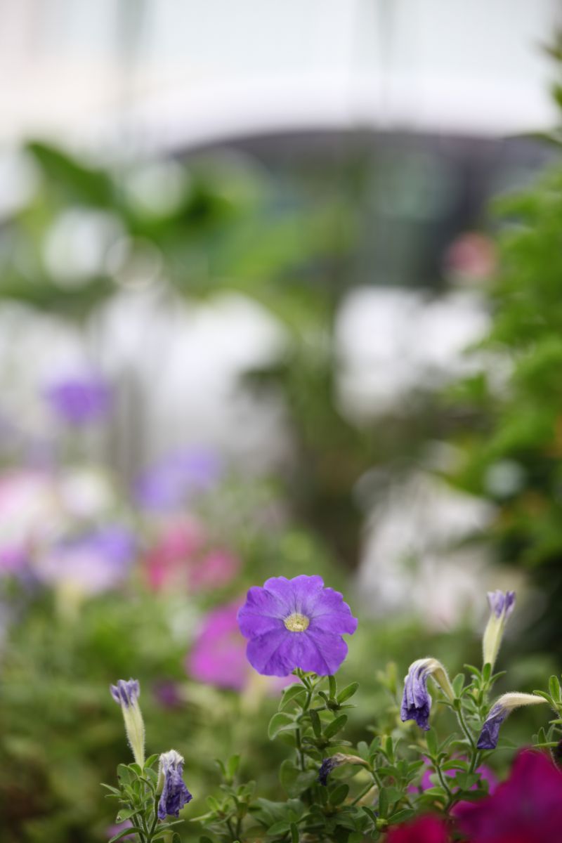 それでも僕は咲く | GANREF