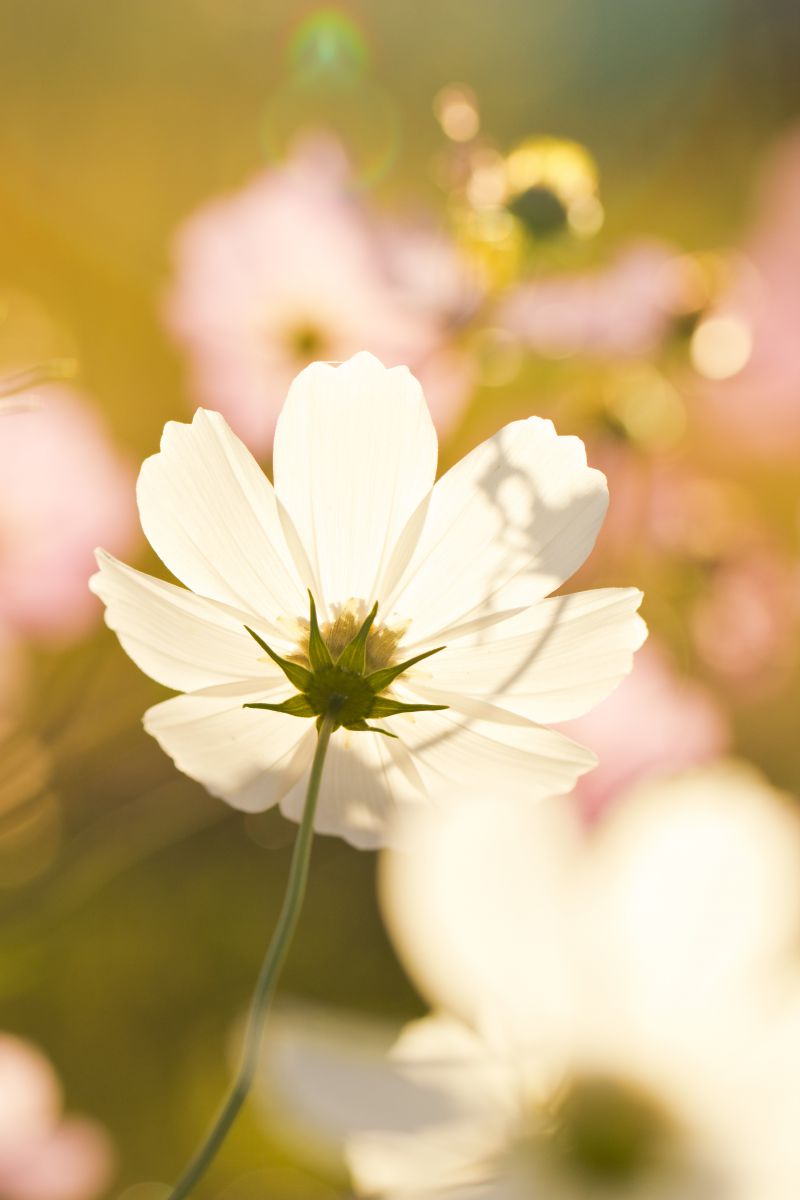 Bask in Light and Shine. | GANREF