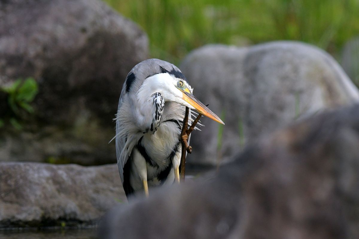 Vサインポーズ | GANREF