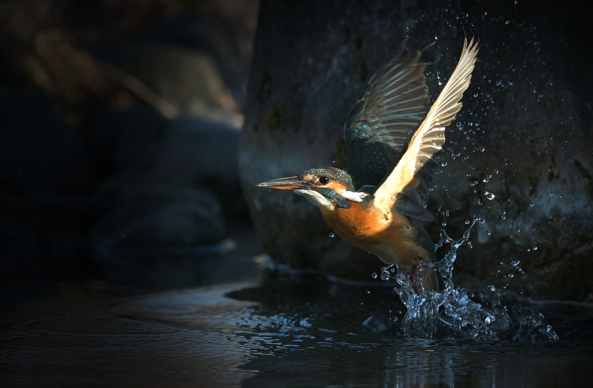 今日のカワセミ 朝日を浴びて | GANREF