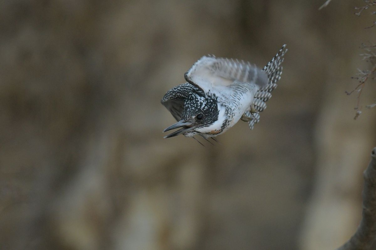 ヤマセミ GO！ | GANREF