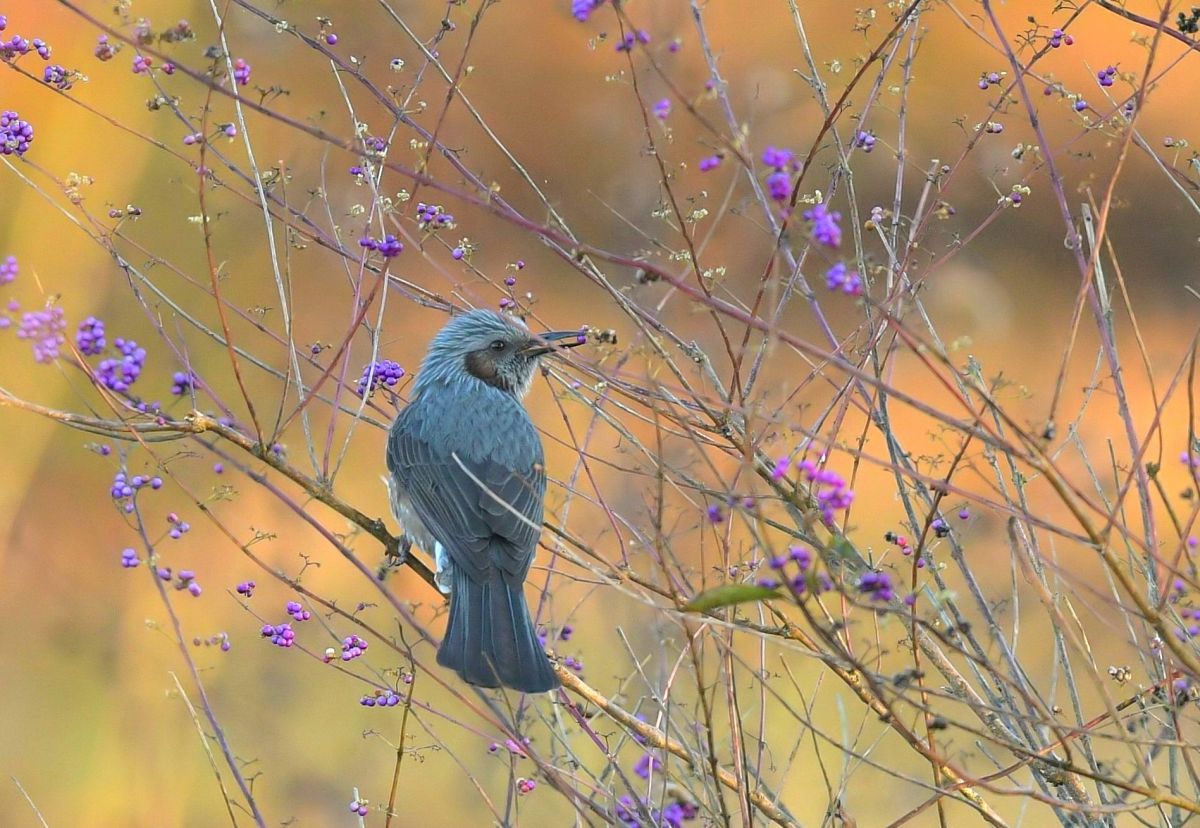 残りわずかになりました。 | GANREF