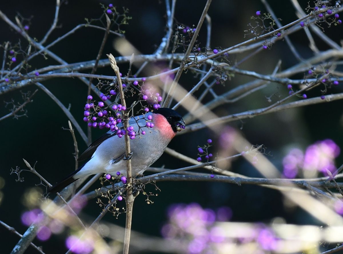 ウソ？ アカウソ？ 真っ赤な嘘！ | GANREF