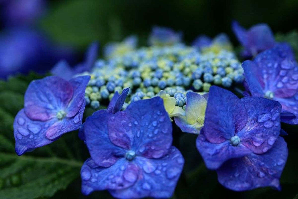 Hydrangea | GANREF