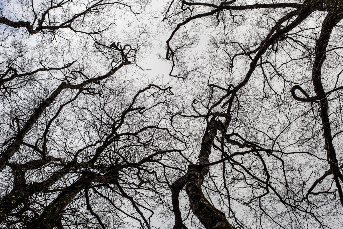 Winter forest cloudy sky | GANREF