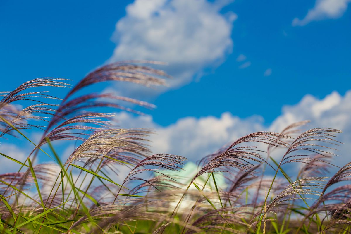 Silver grass | GANREF