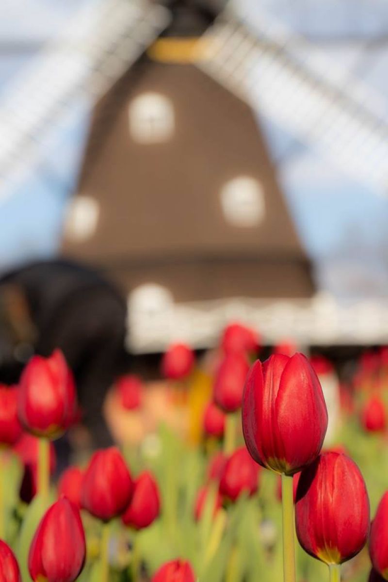 Windmill and tulip | GANREF