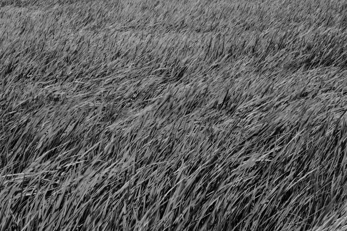 Countryside and fluttering in the wind | GANREF