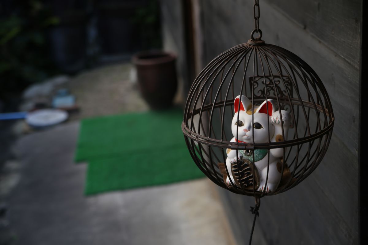 Cat in the cage | GANREF