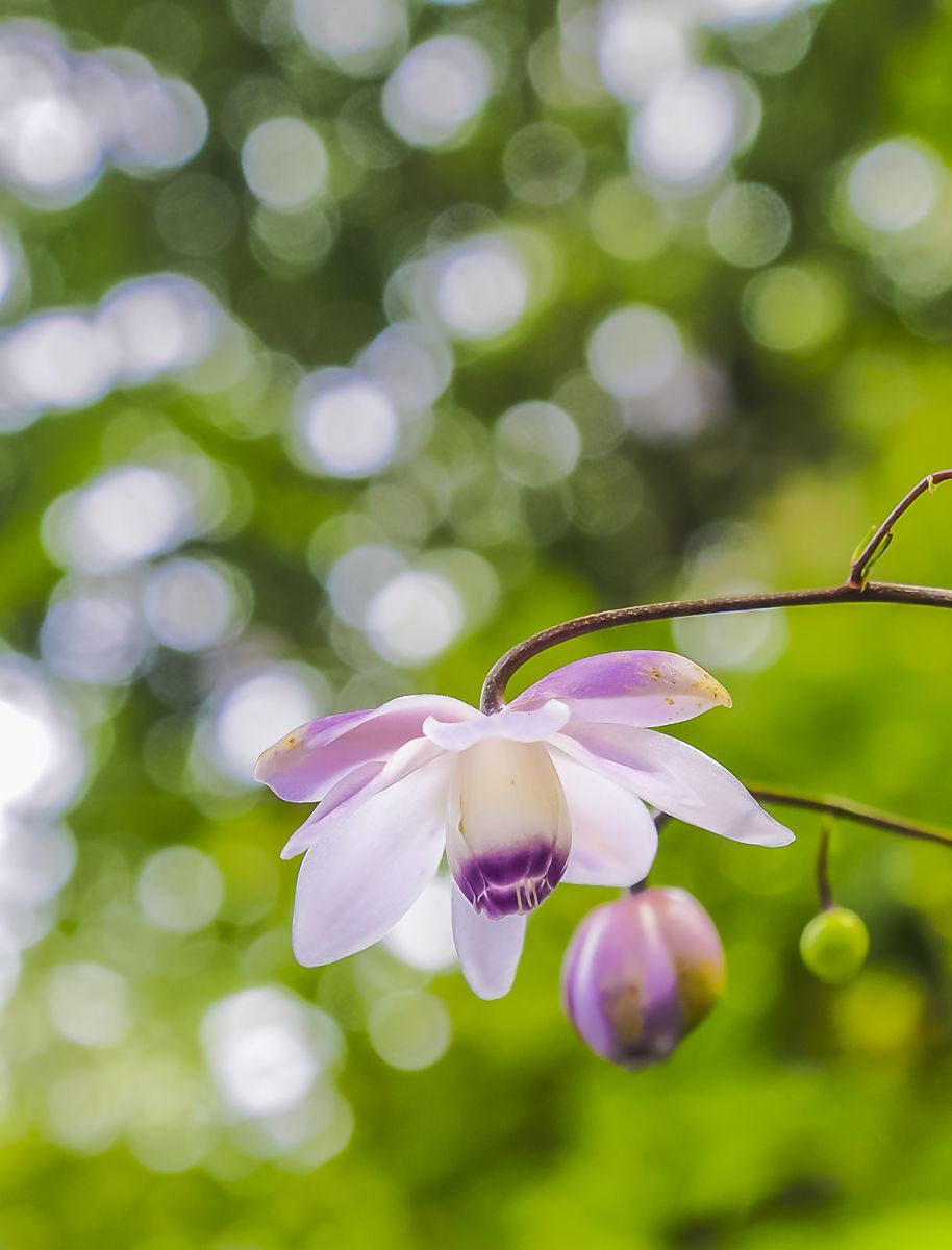 木漏れ日の中 | GANREF