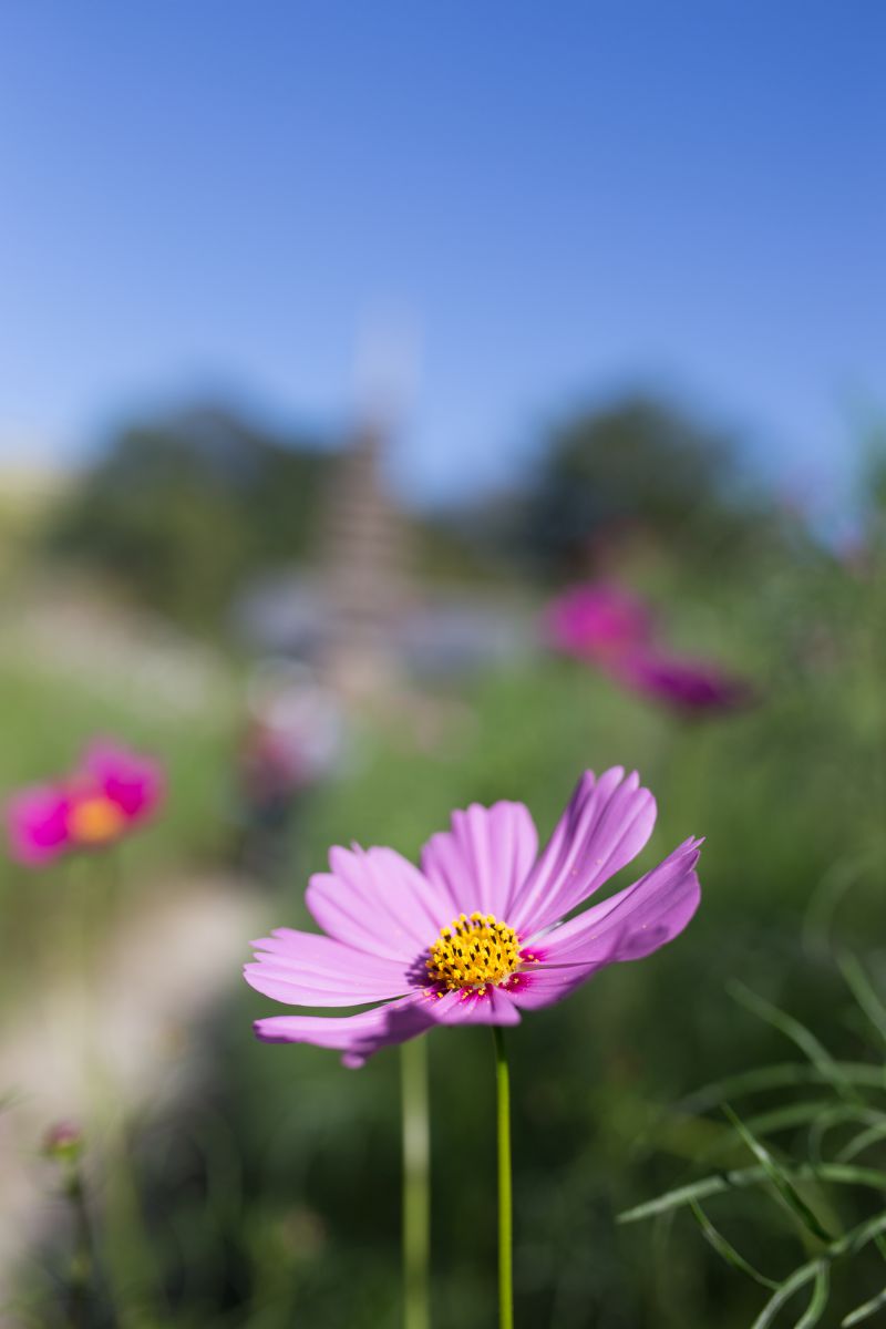 秋の一輪 | GANREF