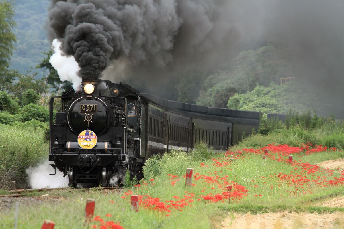 彼岸花とSLやまぐち号 | GANREF