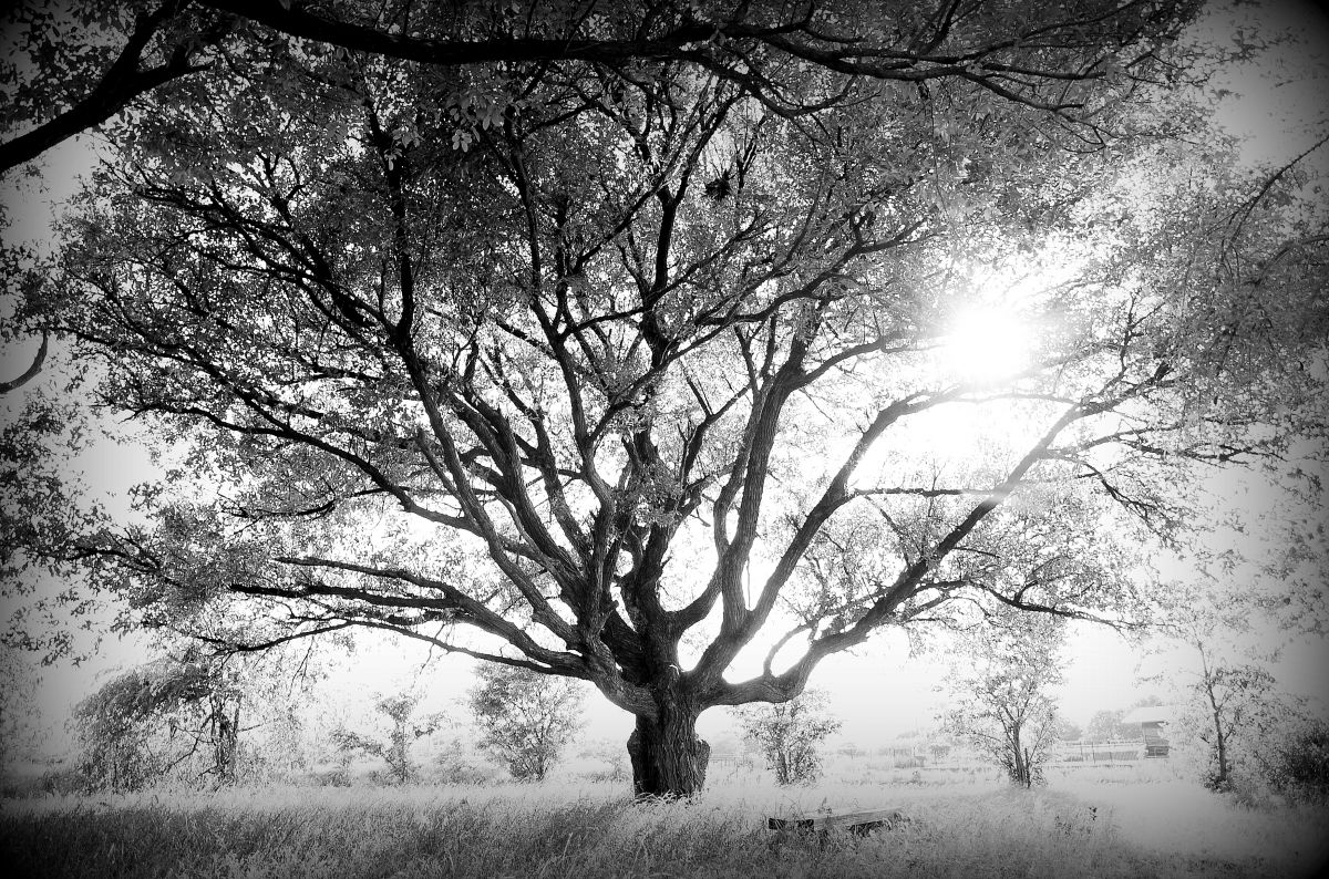 木の輝き | GANREF