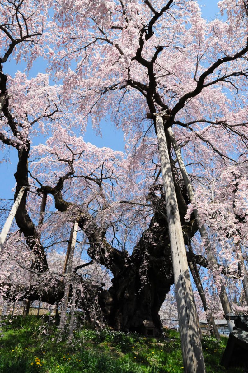 三春 滝桜 2011 | GANREF