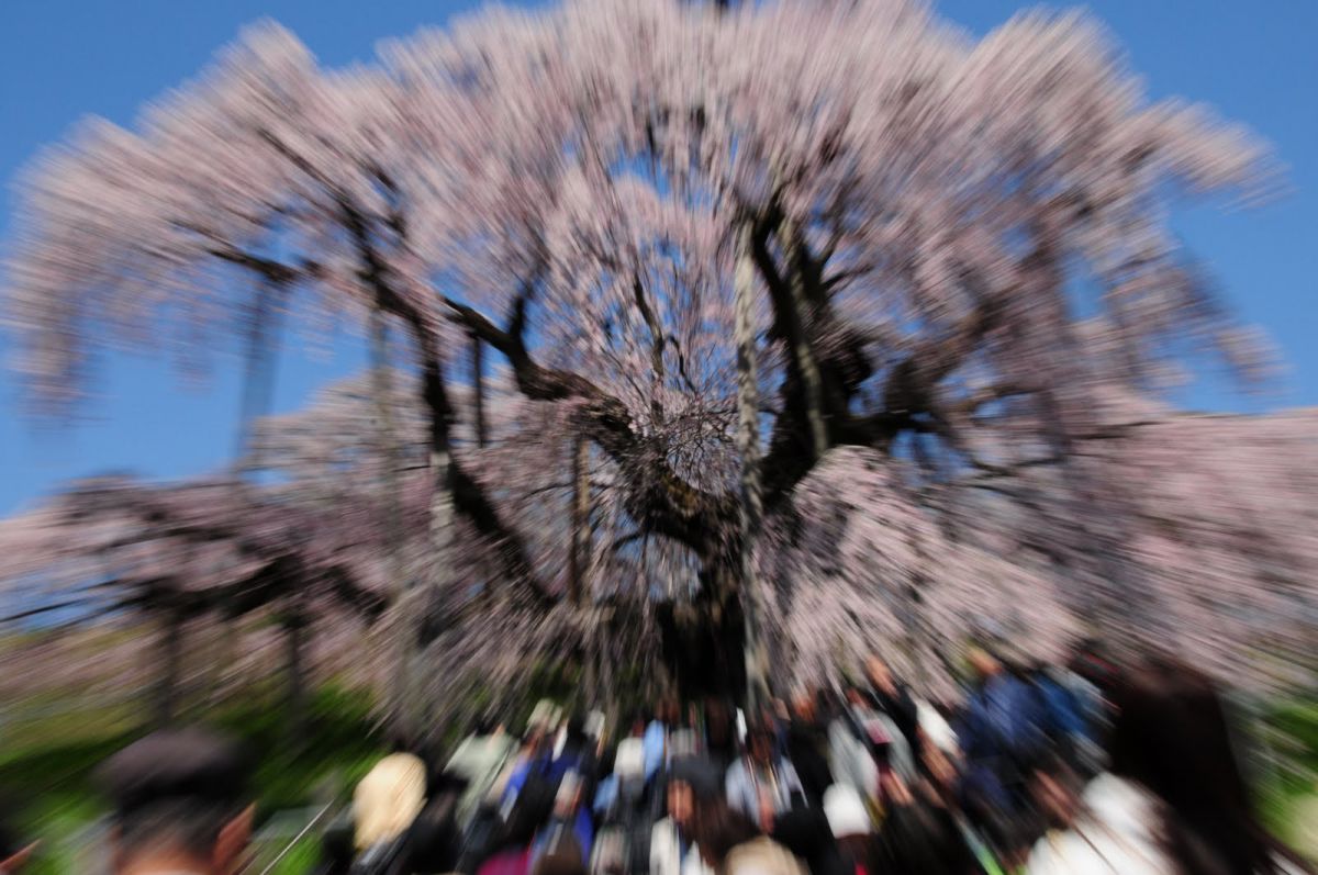 三春 滝桜 2011 | GANREF