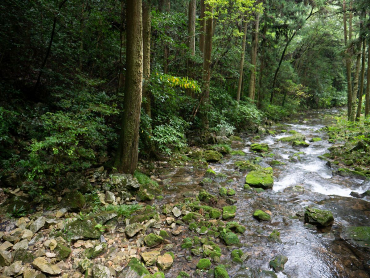 into the woods | GANREF