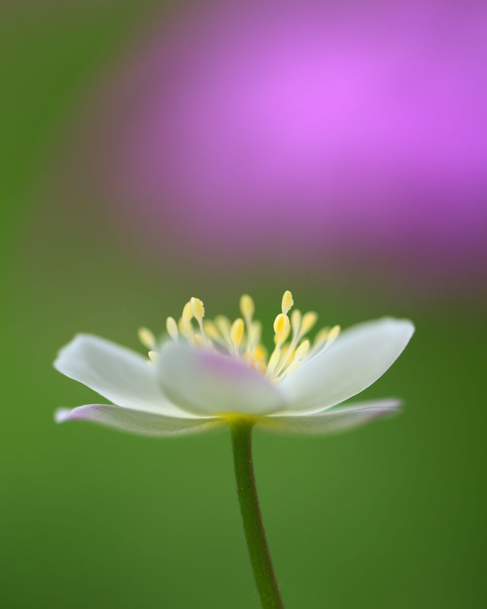 ニリンソウ | GANREF