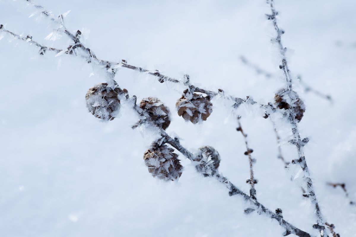 Frozen Pine Cones | GANREF