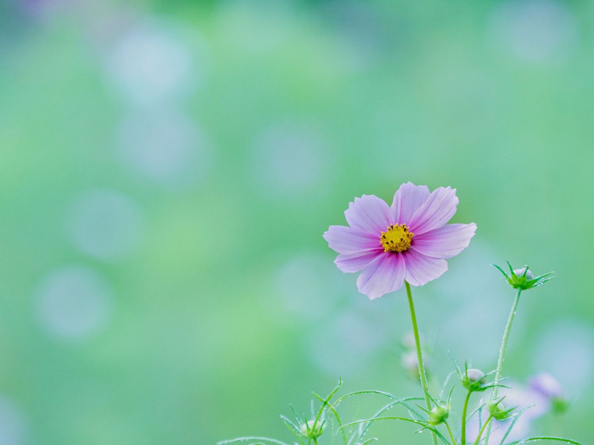 in Emerald Green | GANREF