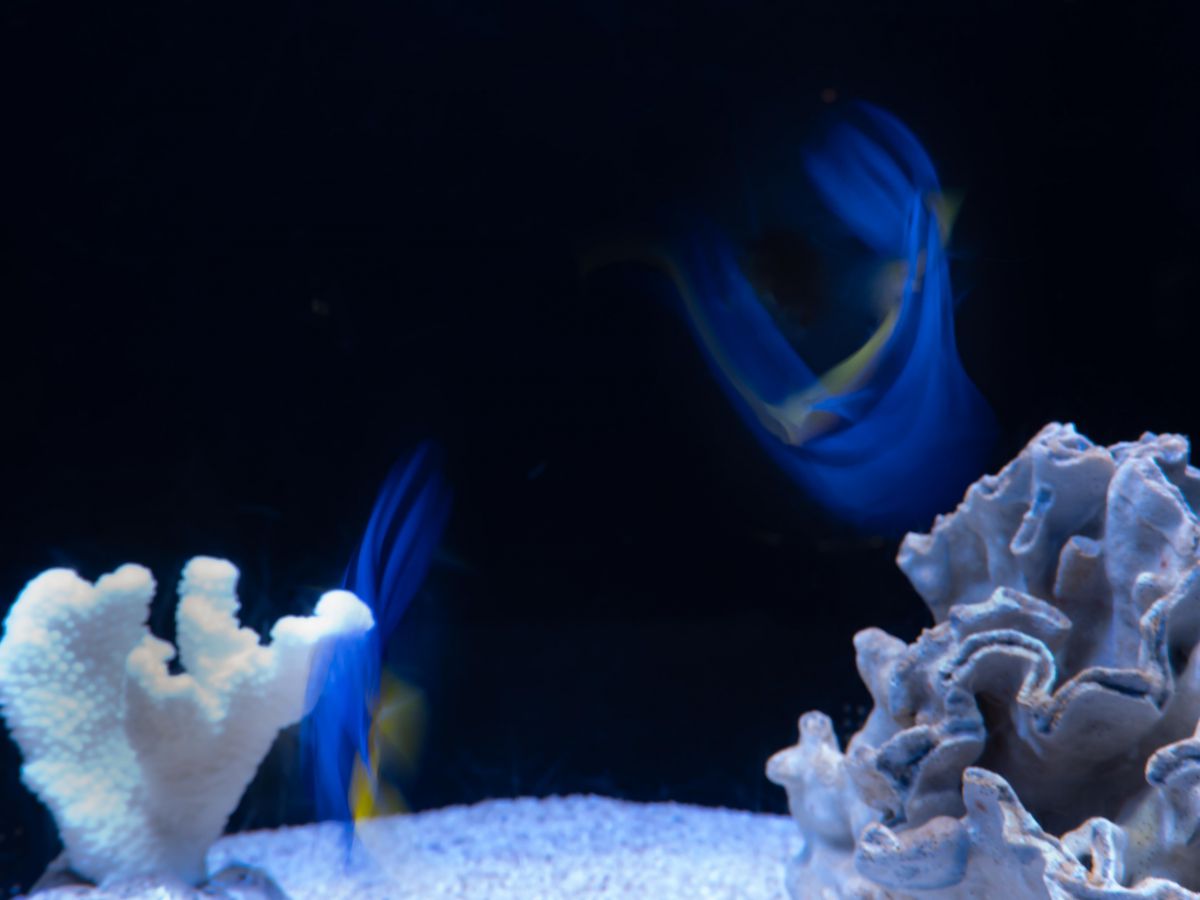 Dance with Fish | GANREF