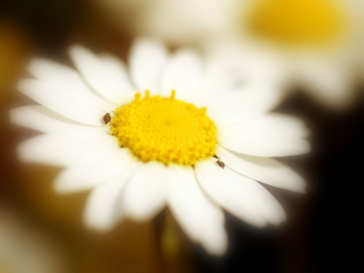 Let's try again ! | GANREF