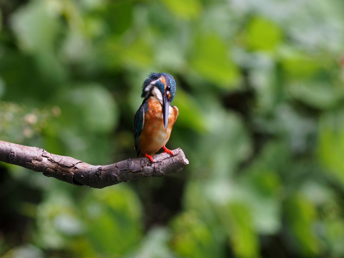 ソフトな仕上げで | GANREF