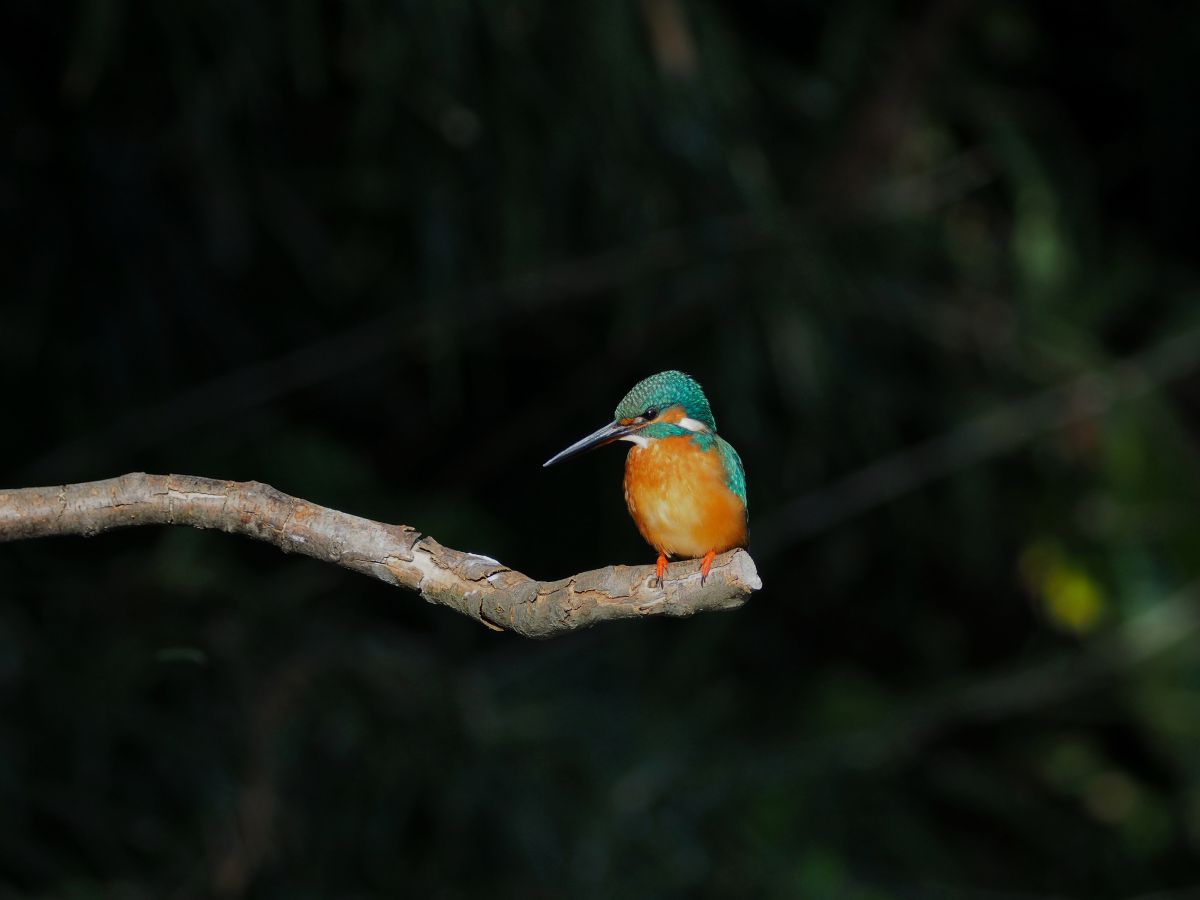 dessin model | GANREF