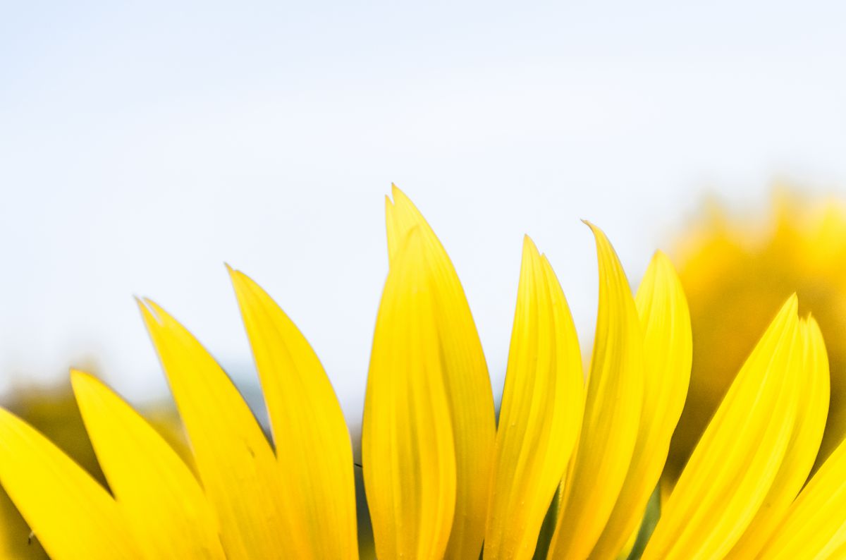 Solar flare | GANREF