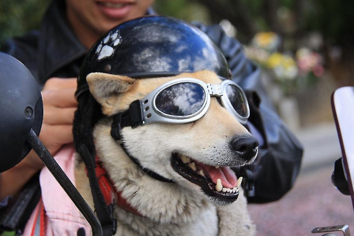 GWだ！GO！ | GANREF