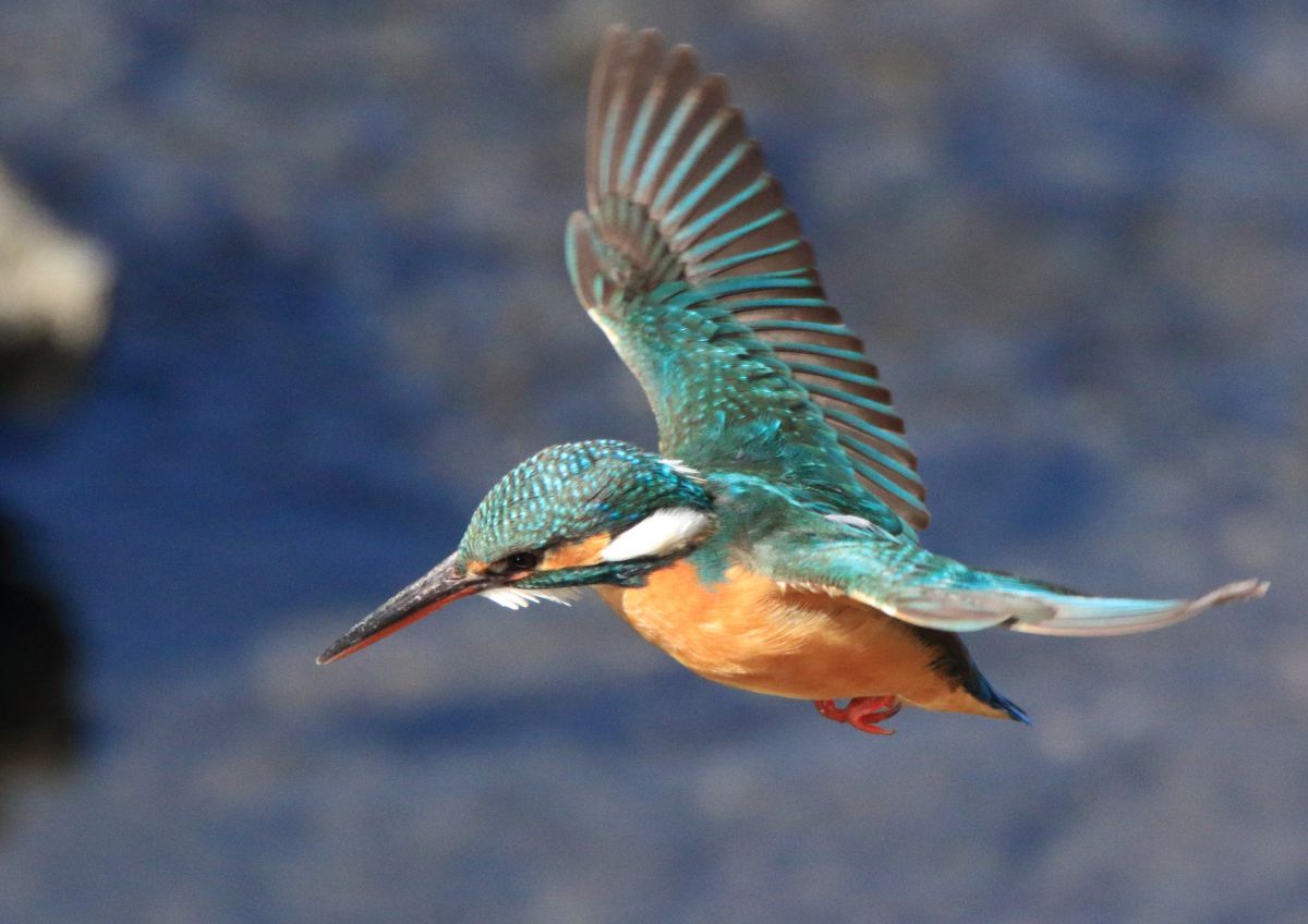 Hovering Ⅱ | GANREF