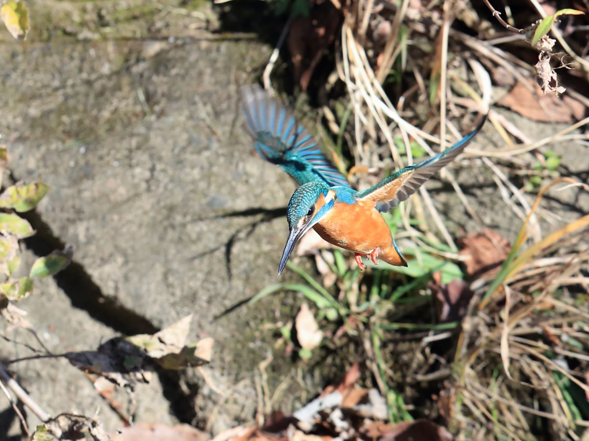 Hovering 13 | GANREF