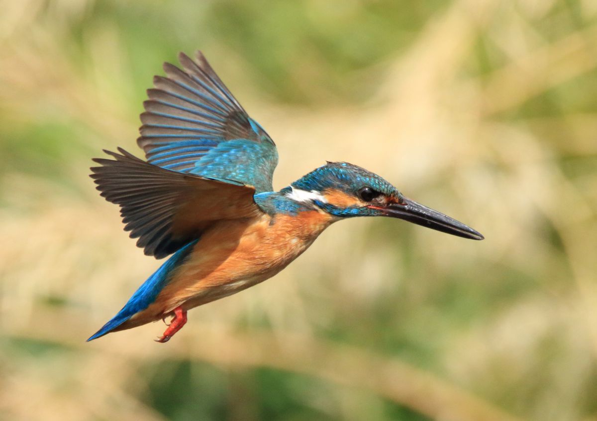 Hovering Ⅲ | GANREF