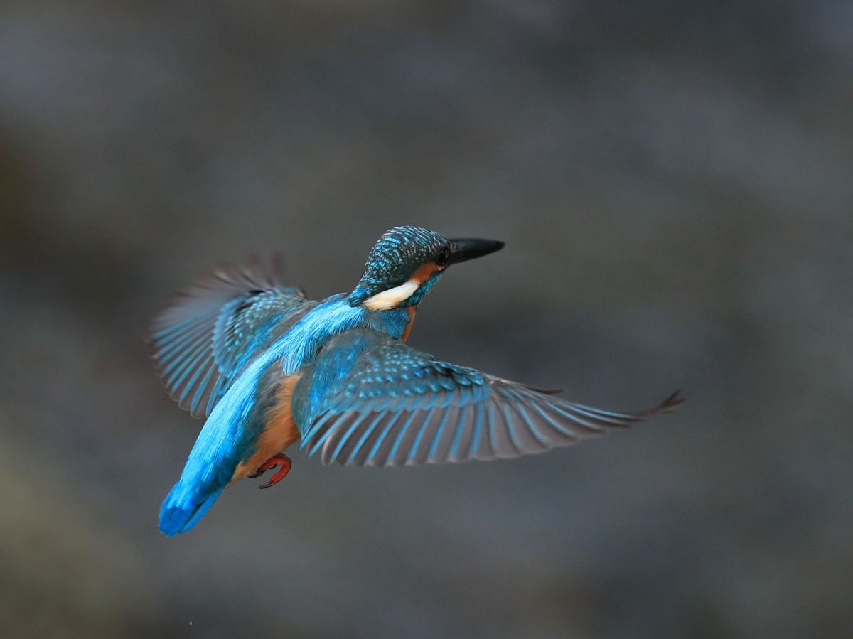 Hovering 15 | GANREF