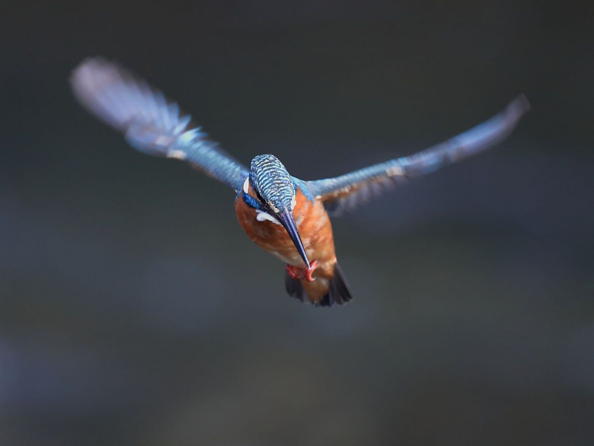 Hovering 14 | GANREF