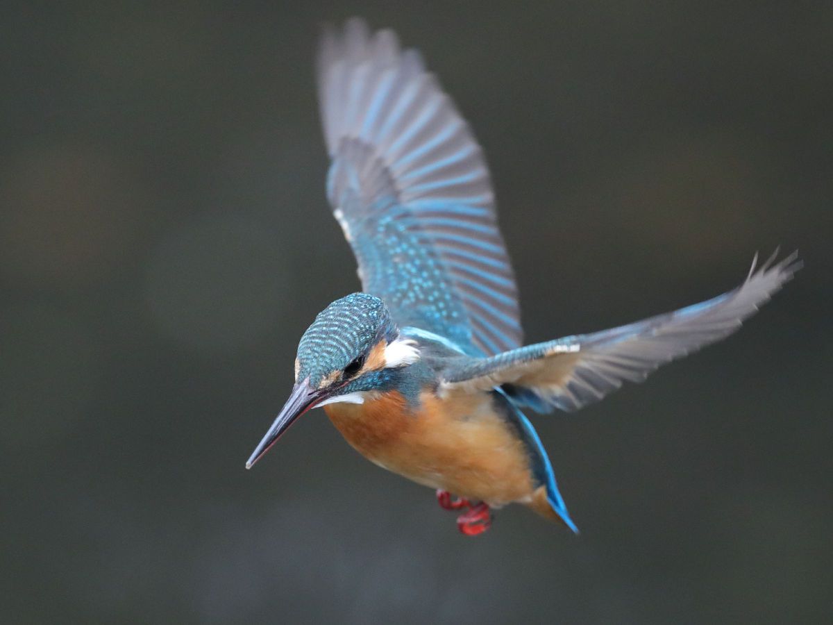 Hovering 17 | GANREF