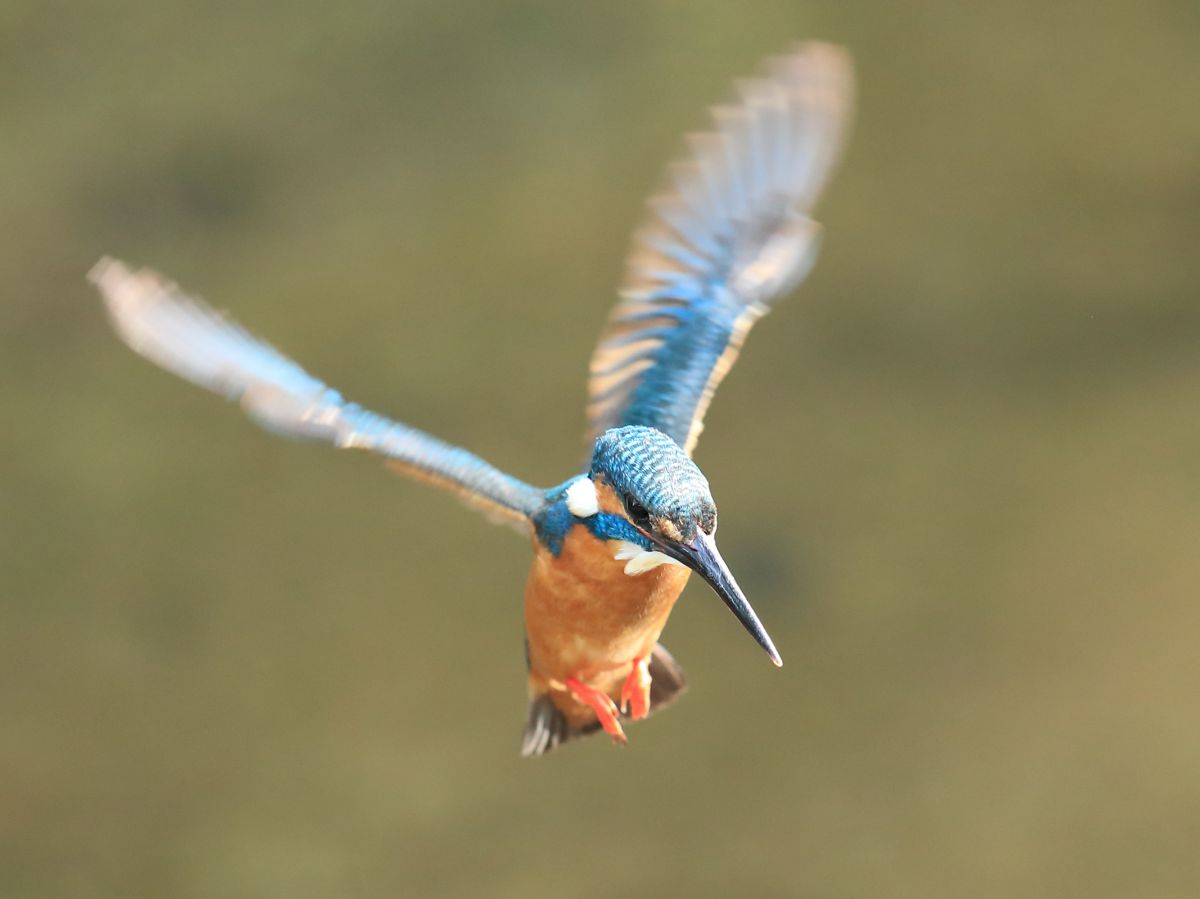 Hovering 12 | GANREF