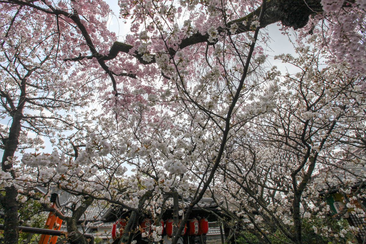 雨宝院 観音桜IV | GANREF