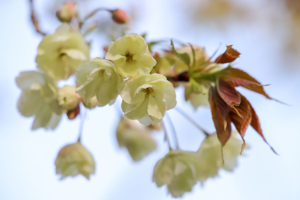 鬱金桜II | GANREF