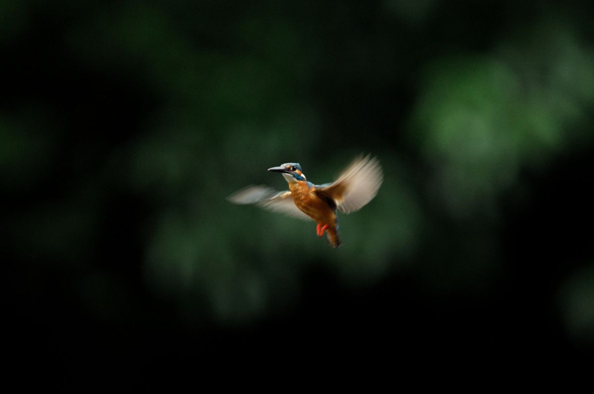 Hovering in the evening | GANREF