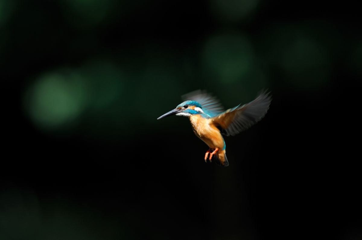 Hovering in the morning sunshine | GANREF