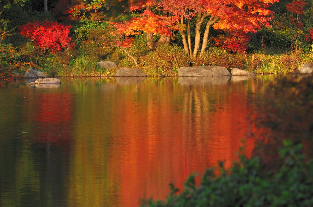 燃える秋 | GANREF