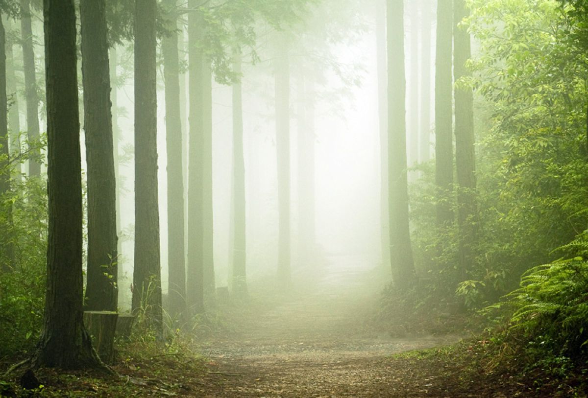 Blurred world | GANREF