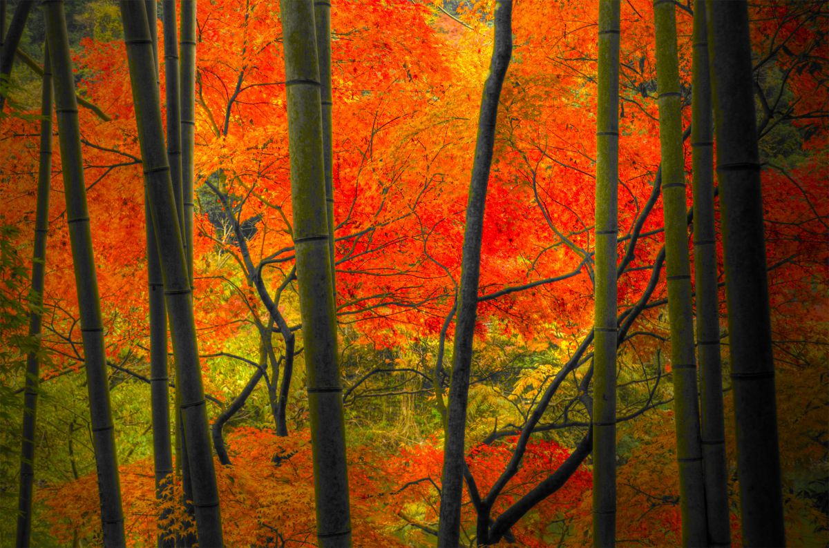 紅葉 | GANREF