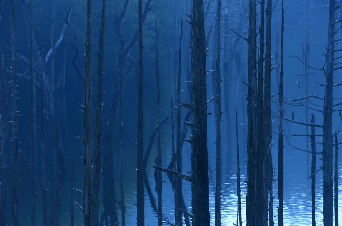 Shrouded in fog | GANREF