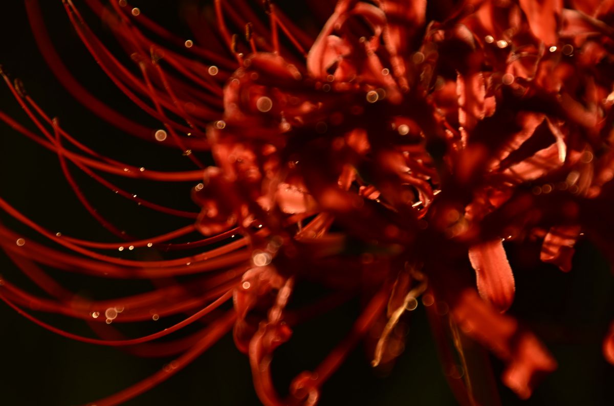 star cluster | GANREF